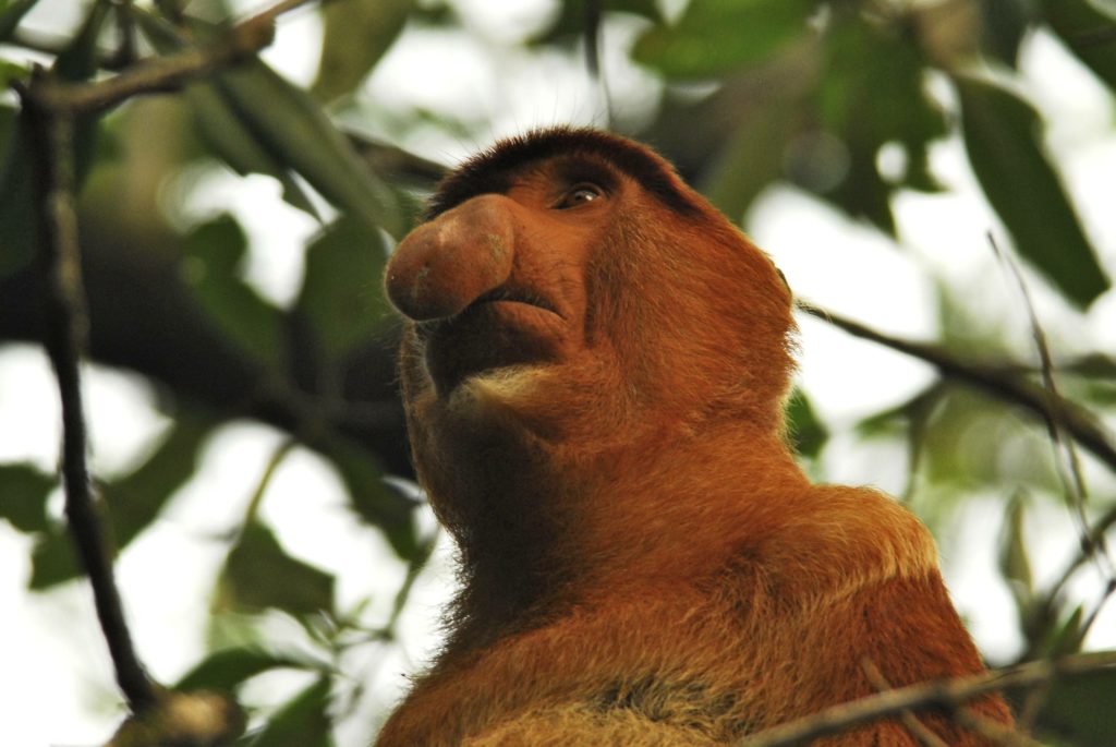 ¡Los 15 animales más extraños para ver en otros países! – Guiada
